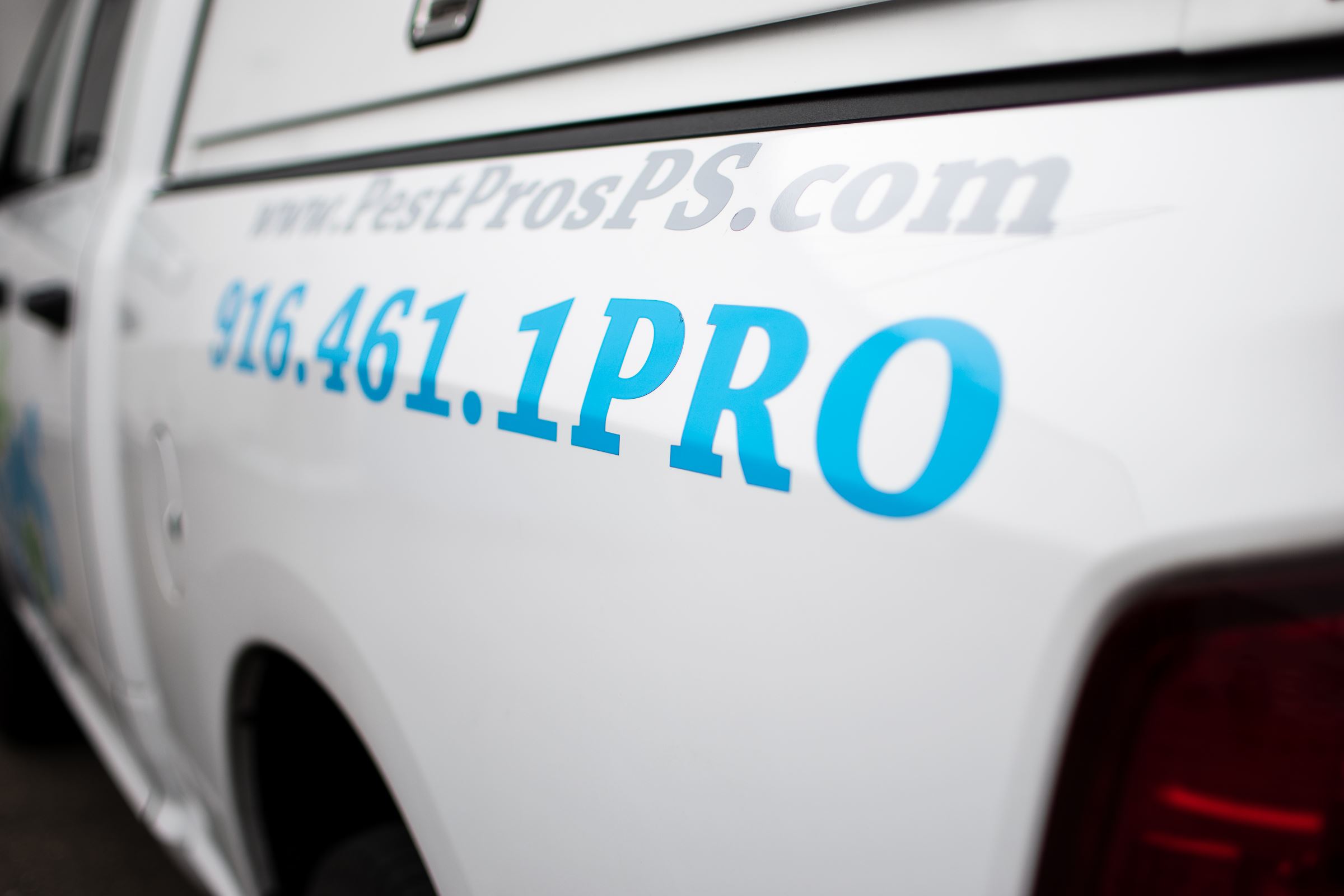 Battling Cicadas: Tips from Pest Pros Pest Solutions for the Sacramento ...