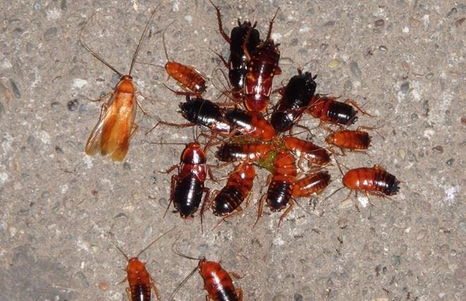 Turkestan Roach Control