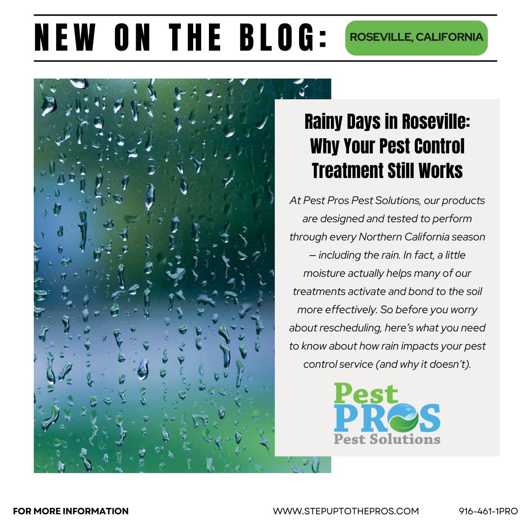 Rainy Days in Roseville: Why Your Pest Control Treatment Still Works ...